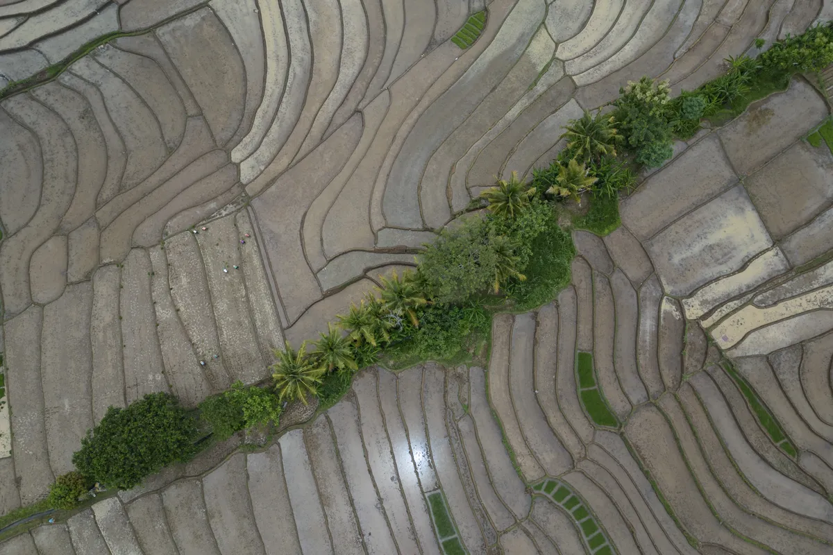 Target Produksi Padi DIY