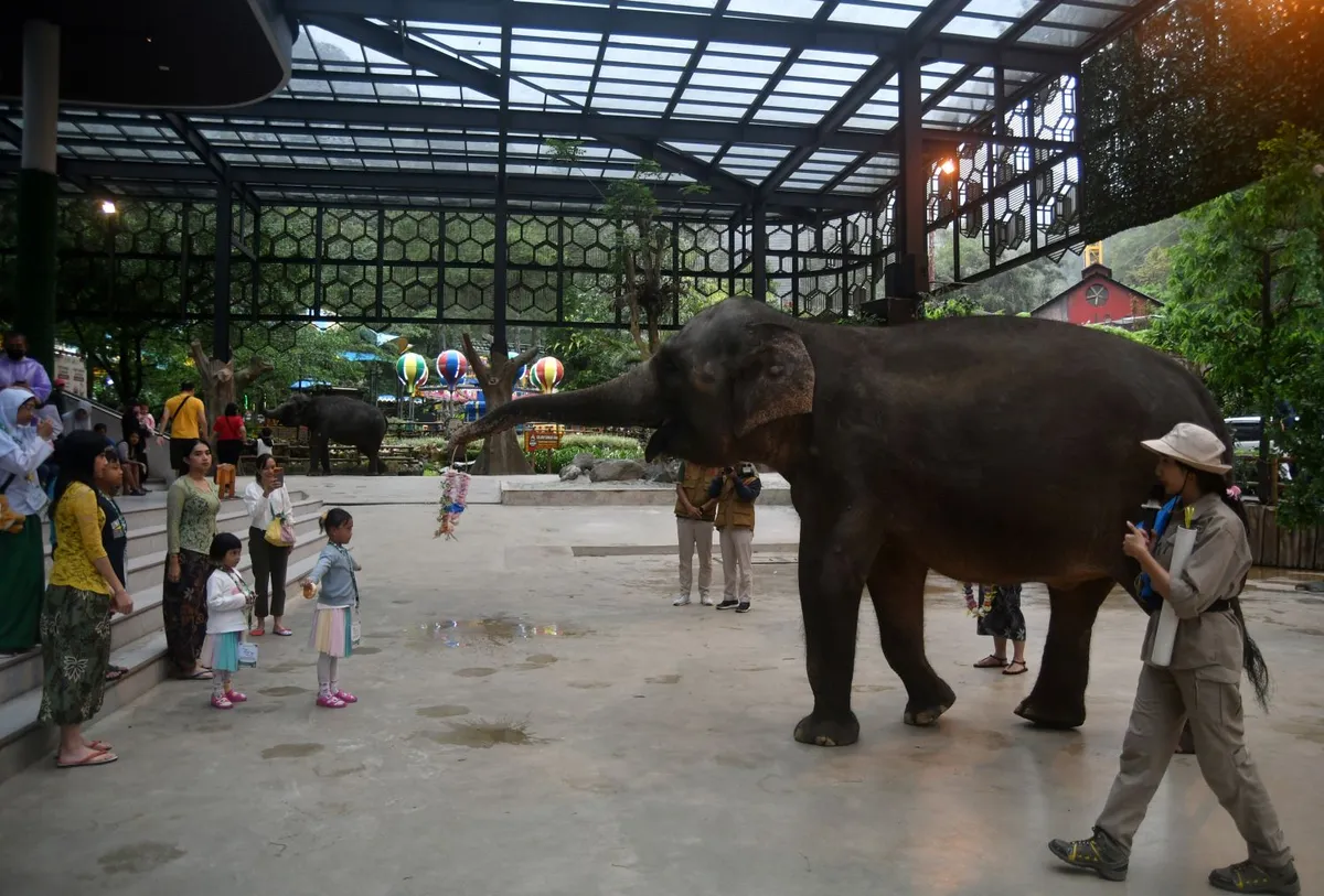 Atraksi Gajah di Taman Safari Indonesia
